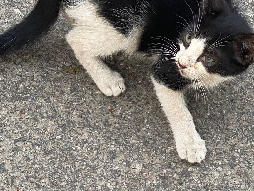 Котенок в добрые руки