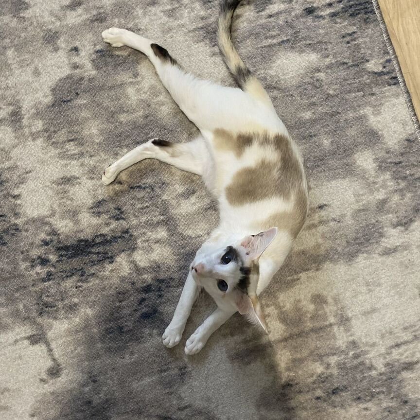 Ориентальная, взрослая кошка