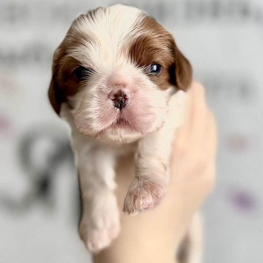 Кавалер кинг-чарльз-спаниель, щенок