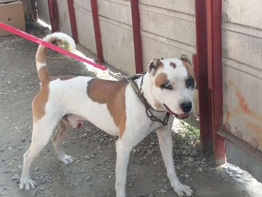 Вязка стаффордширский терьер