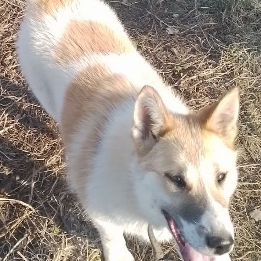 Щенок девочка от зслайки