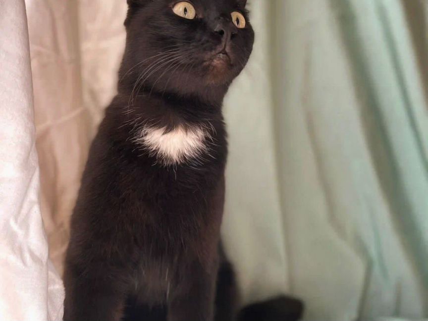 Котик Веня ищет дом