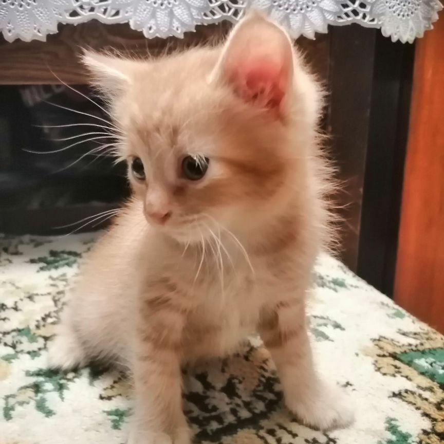 Котята