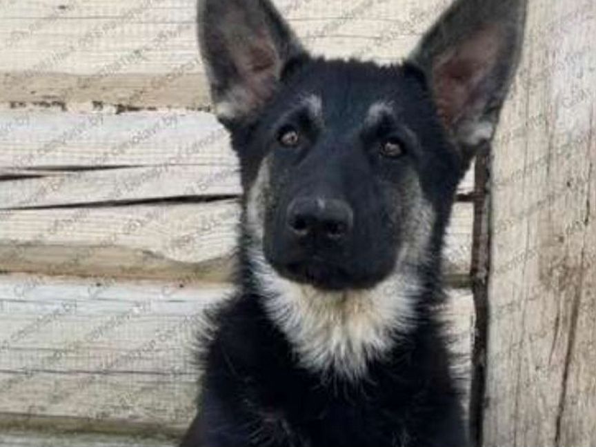 Овчарёнок в добрые руки