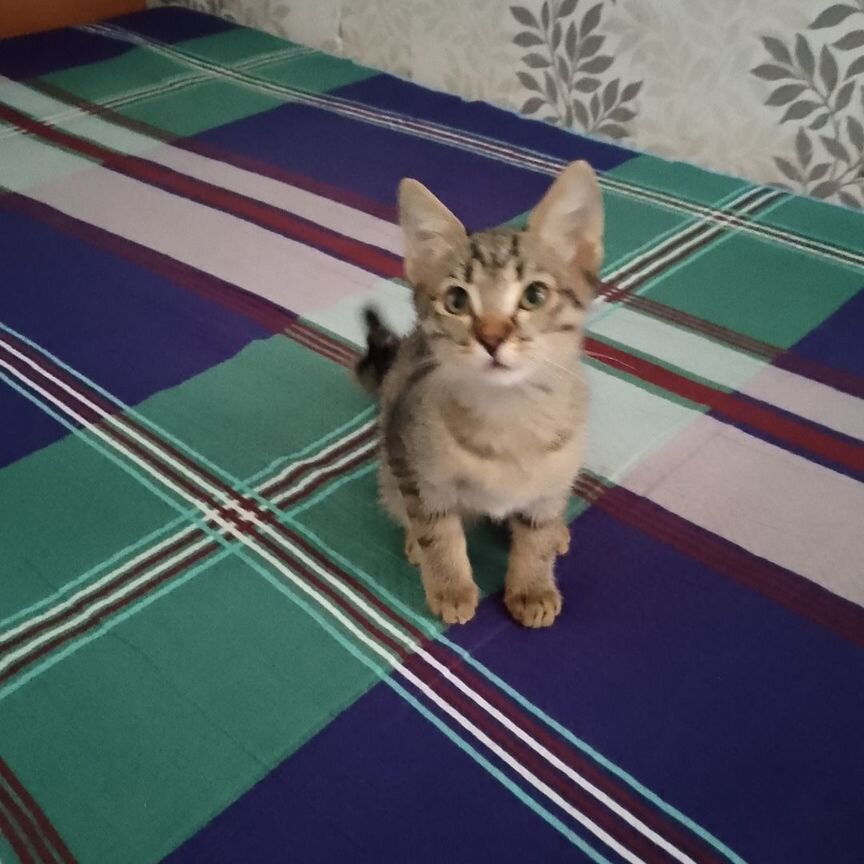 Котёнок девочка в добрые и заботливые руки