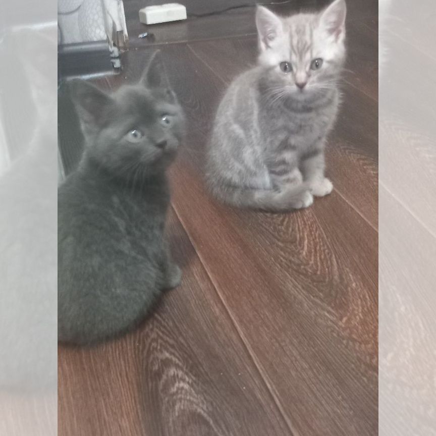 Шотландские котята