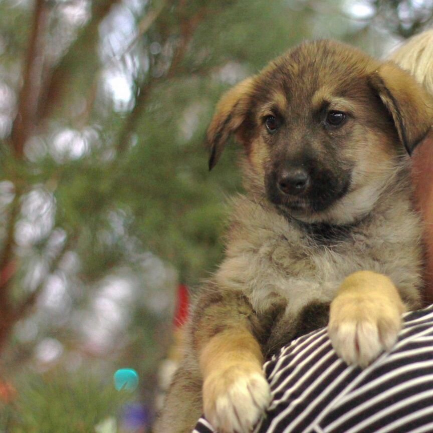 Щеночки по 2 месяца