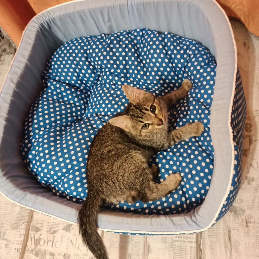 Котенок особенный серый полосатик в горошку