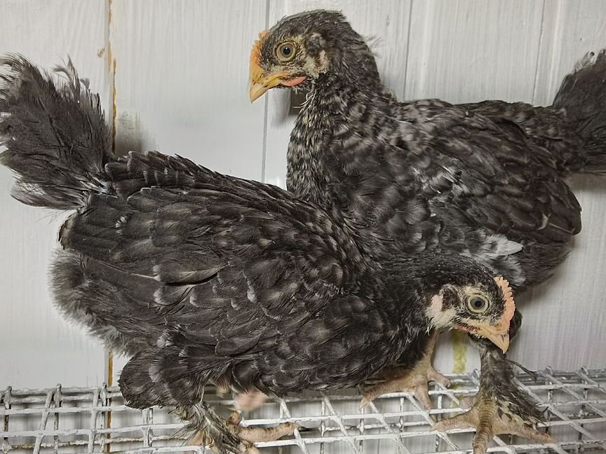 Молодые петухи