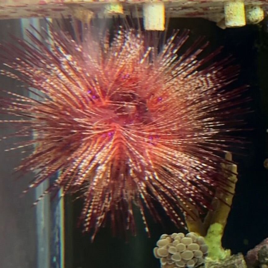 Еж морской astropyga radiata