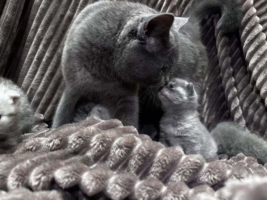 Шотландские вислоухие котята