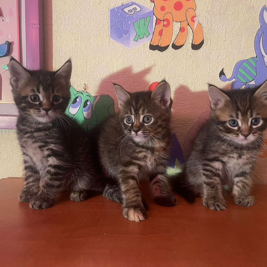 Котята в добрые руки