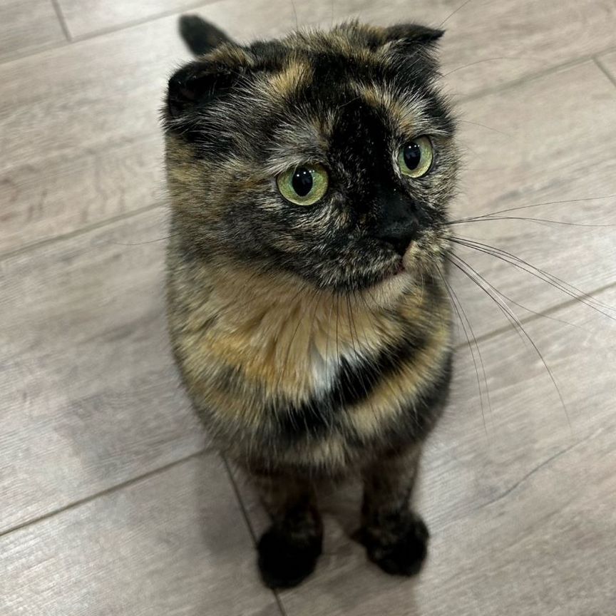 Шотландская вислоухая короткошёрстная, взрослая кошка