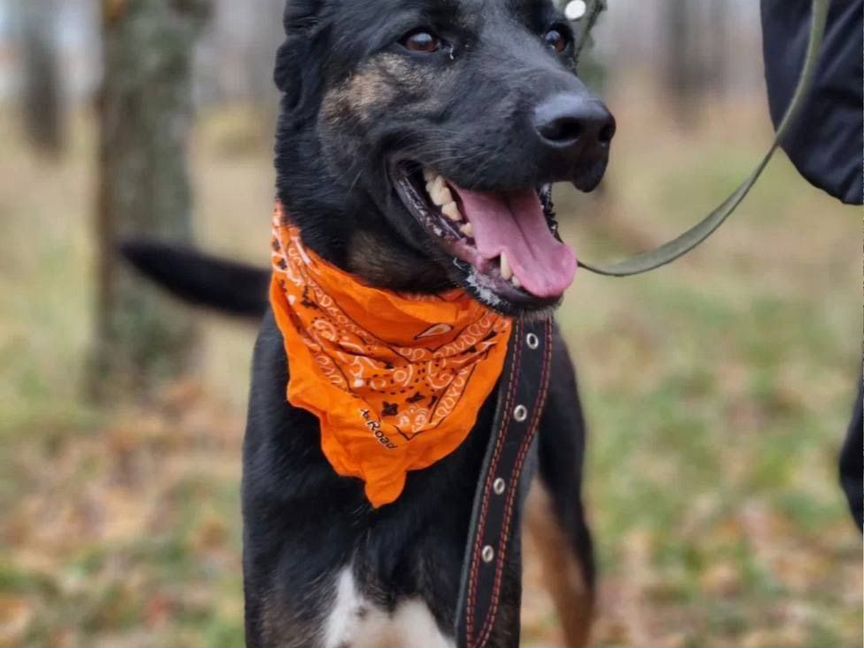 Собака бесплатно