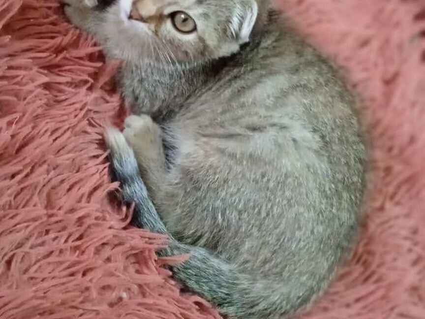 Чудо котенок ищет семью