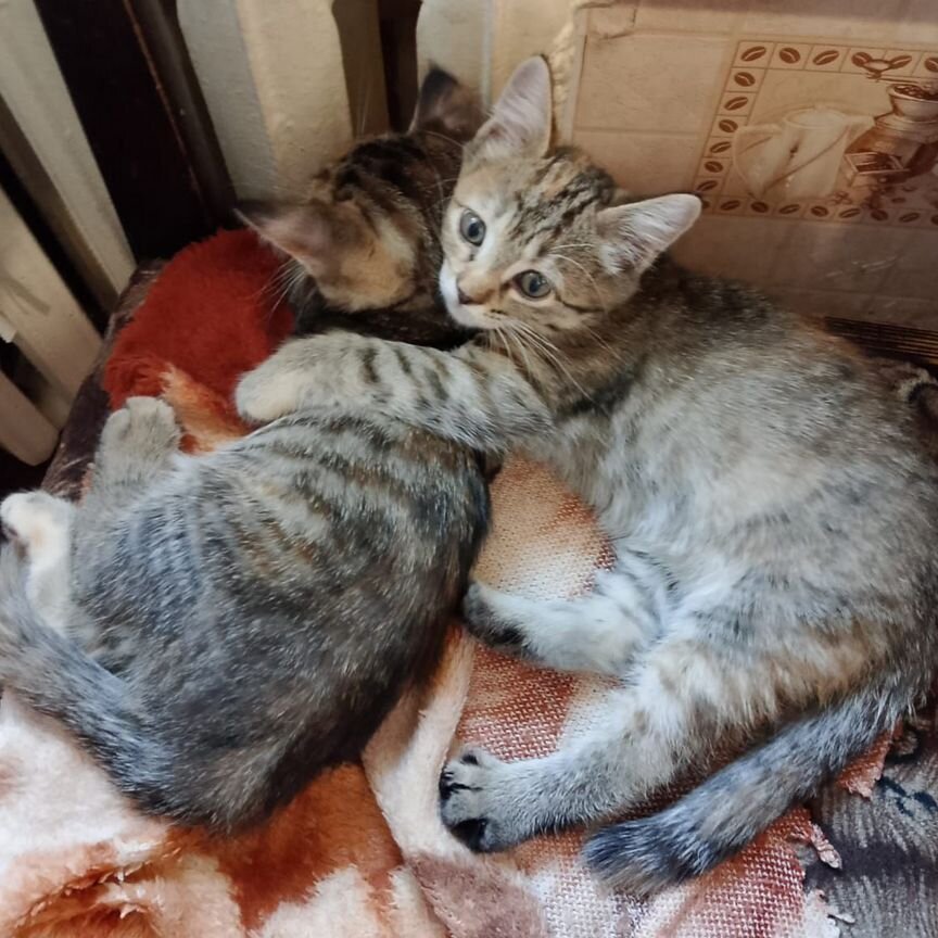 Котята в добрые в добрые руки
