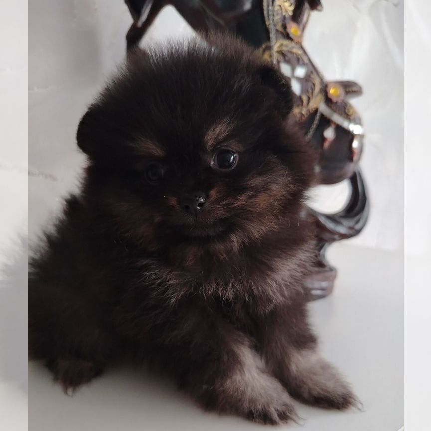 Померанский шпиц, щенок