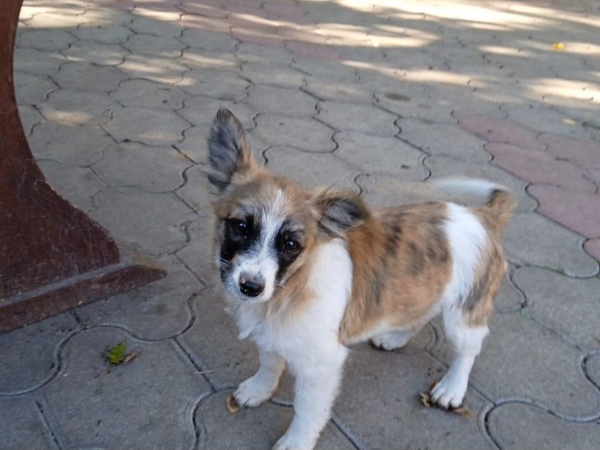 Малышка Клёпа ищет дом