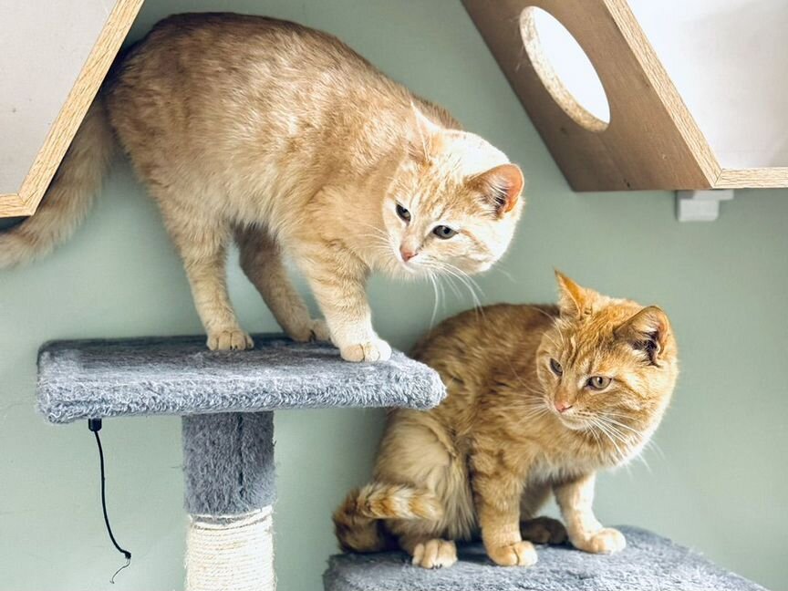 Кастрированные котики братики