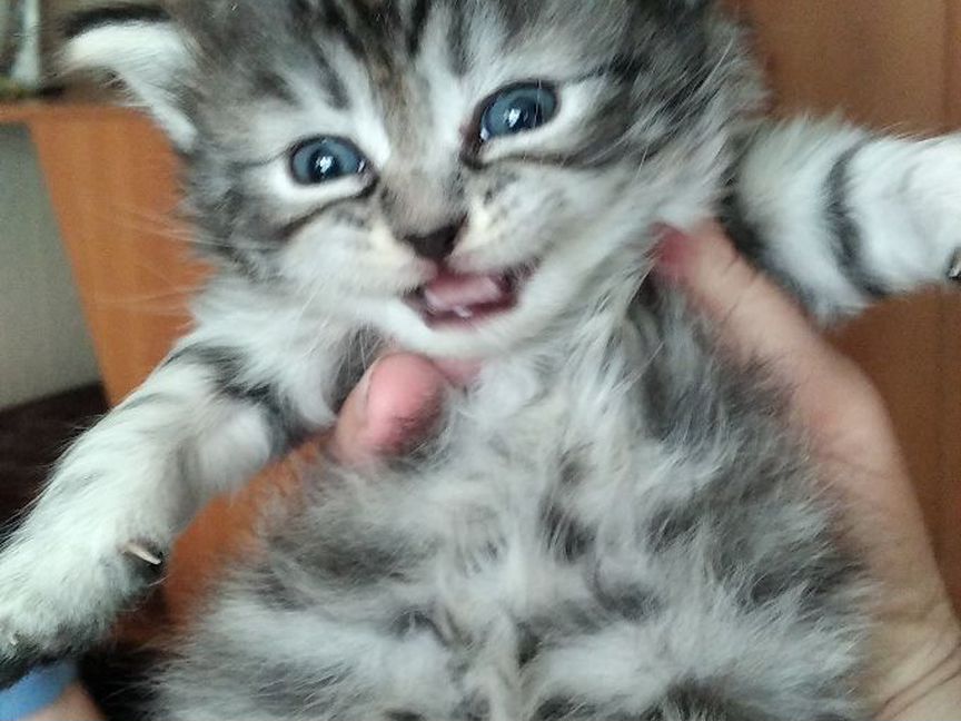 Котята хайлен фолд, хайленстрайт