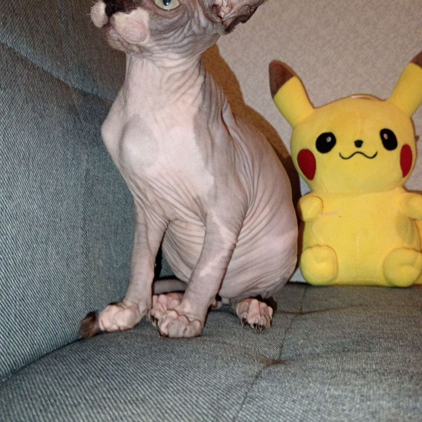 Канадский сфинкс