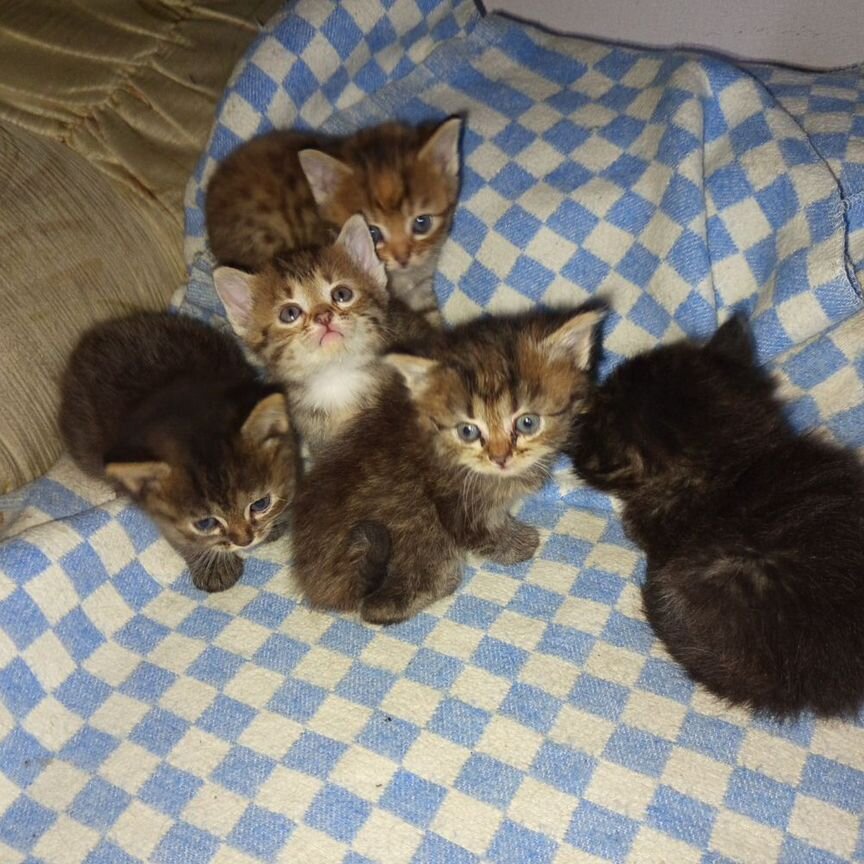 Котята в добрые руки