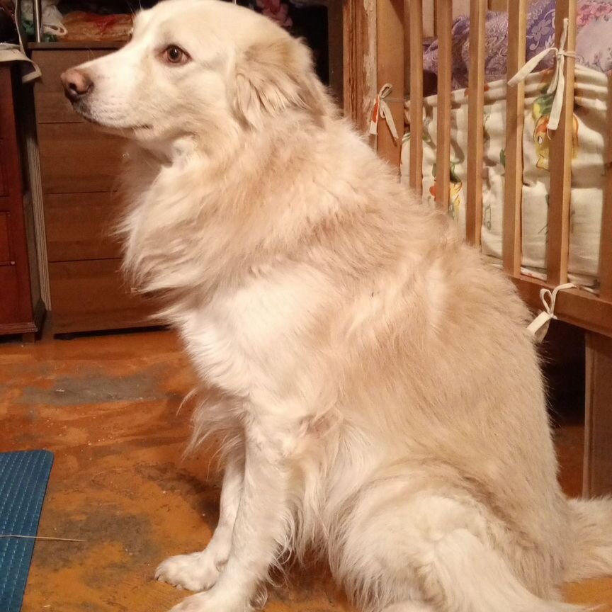 Домашние животные собаки