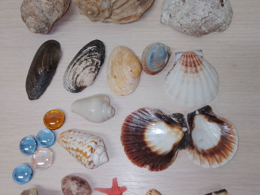 Морские ракушки. Набор