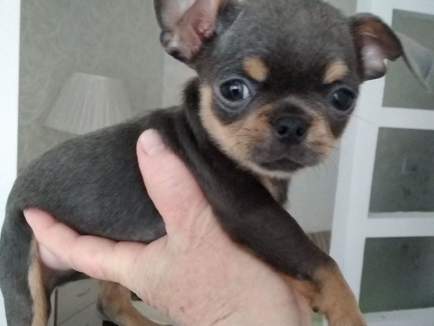 Щенки чихуахуа мини