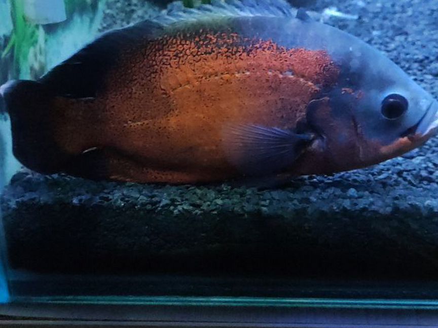 Астронотус