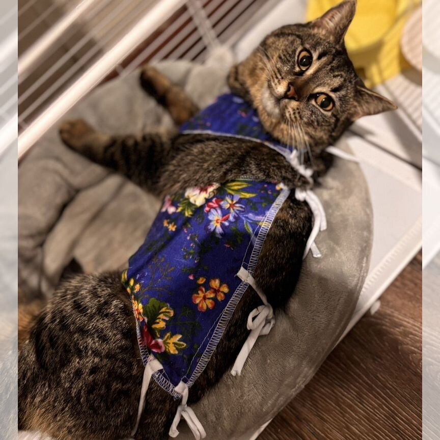 Взрослая, кошка в добрые руки