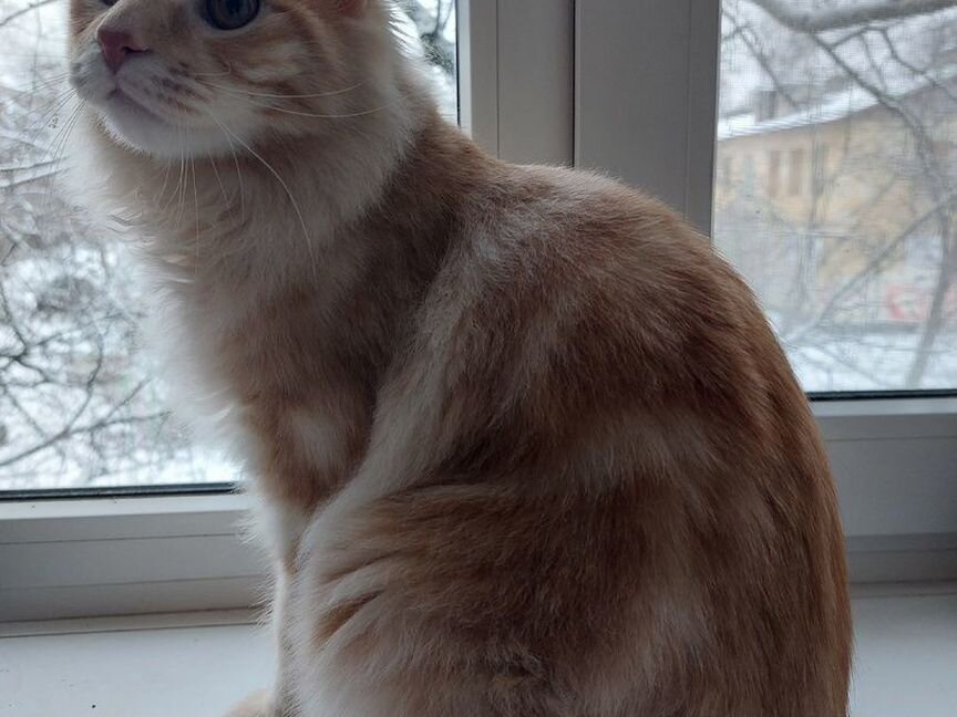 Курильский бобтейл мальчик