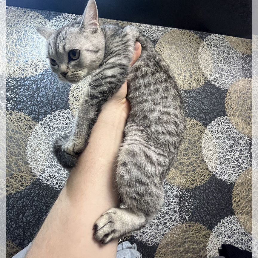 Продам.шотландскую кошку