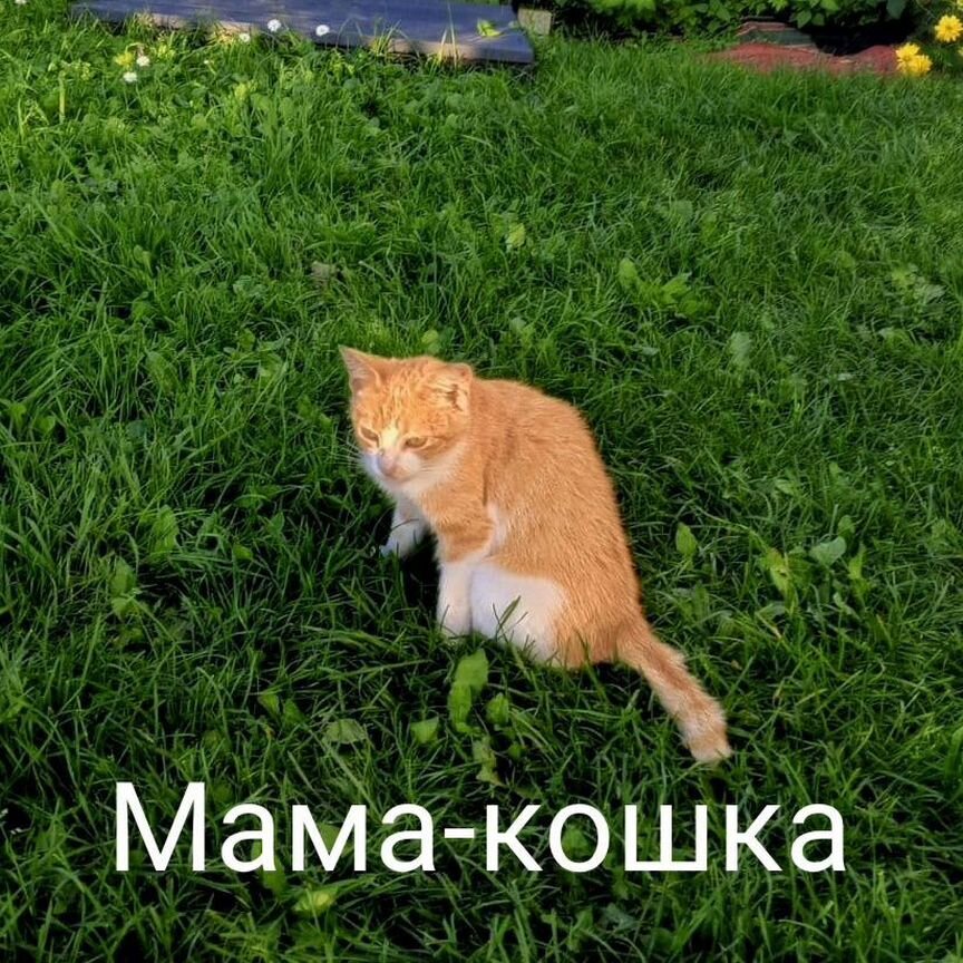 Рыжие коты