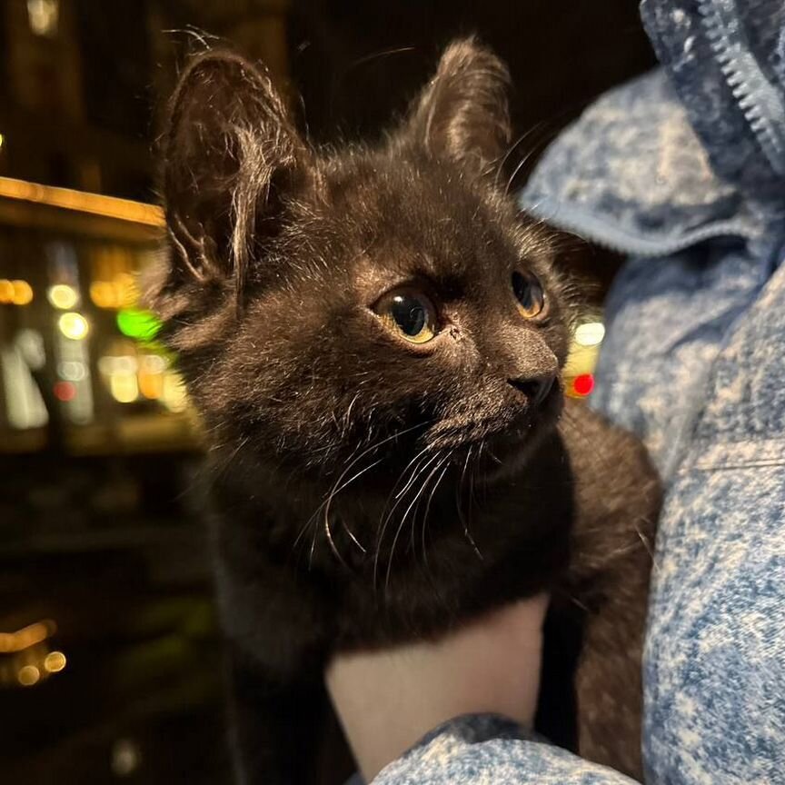 Котёнок в добрые руки