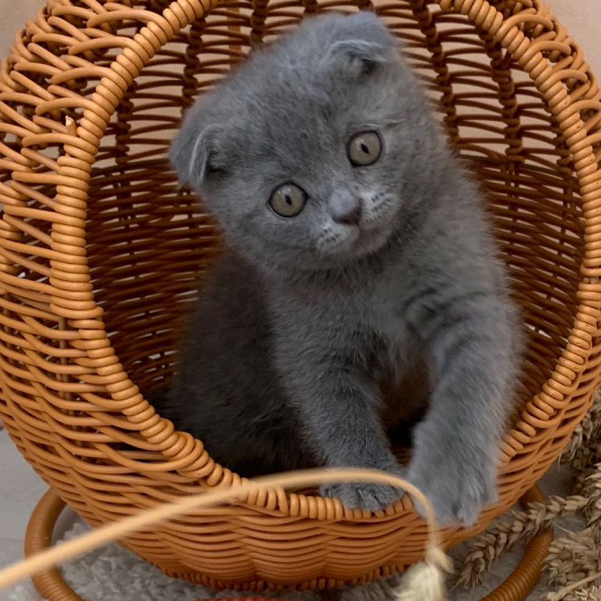 Вислоухие котята, умные и ласковые