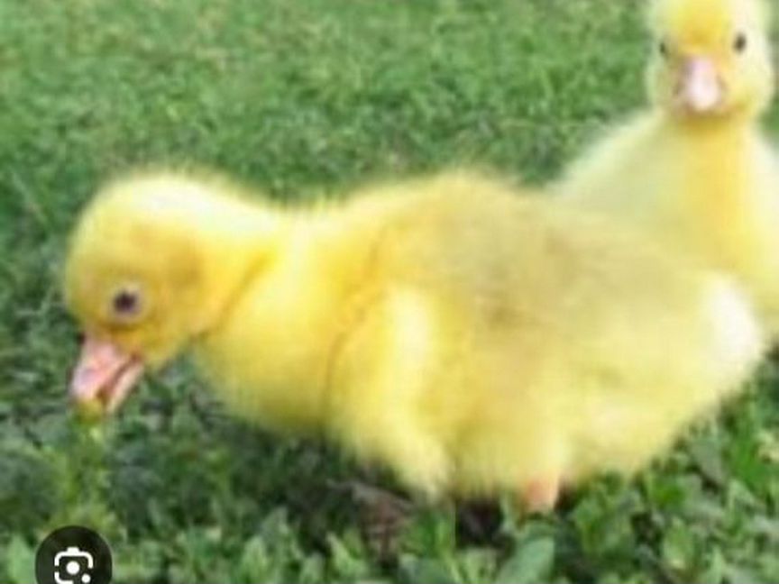 Гусята линда