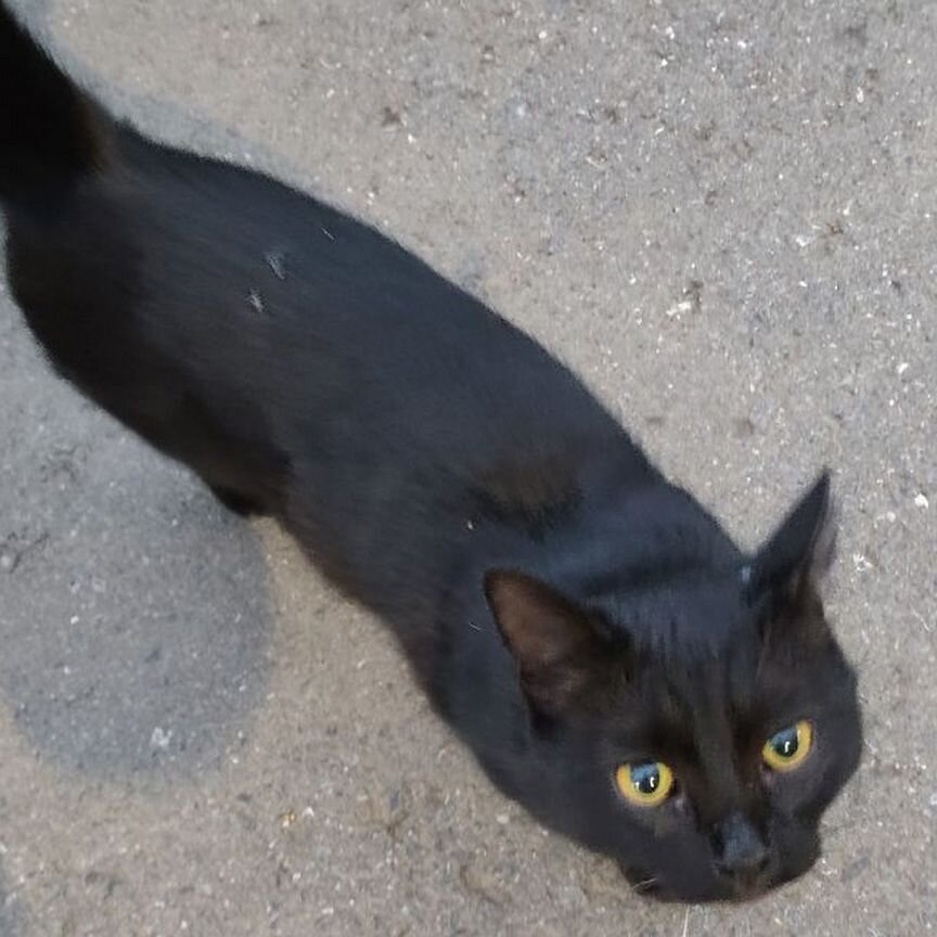 Отдам кота в добрые руки бесплатно