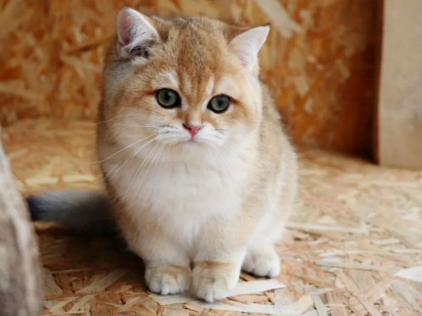 Шотландская золотая шиншилла