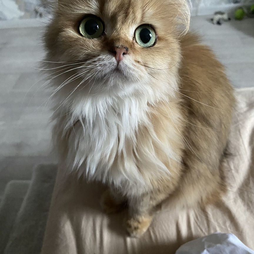 Взрослая кошка