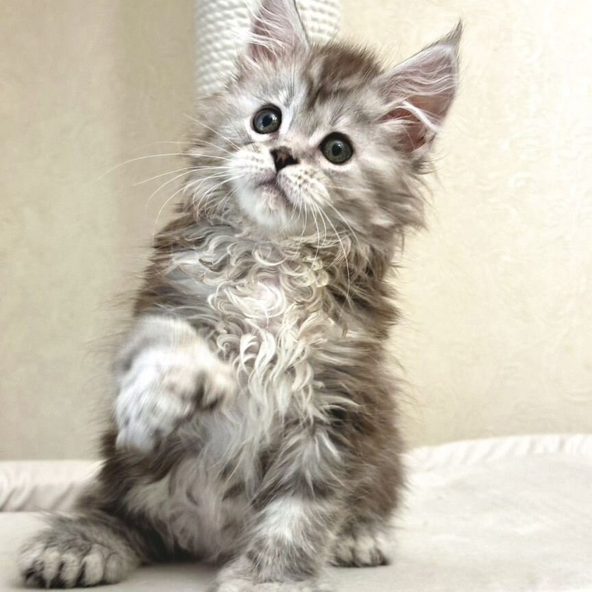 Девочка Мейн кун 66/66 полидакт