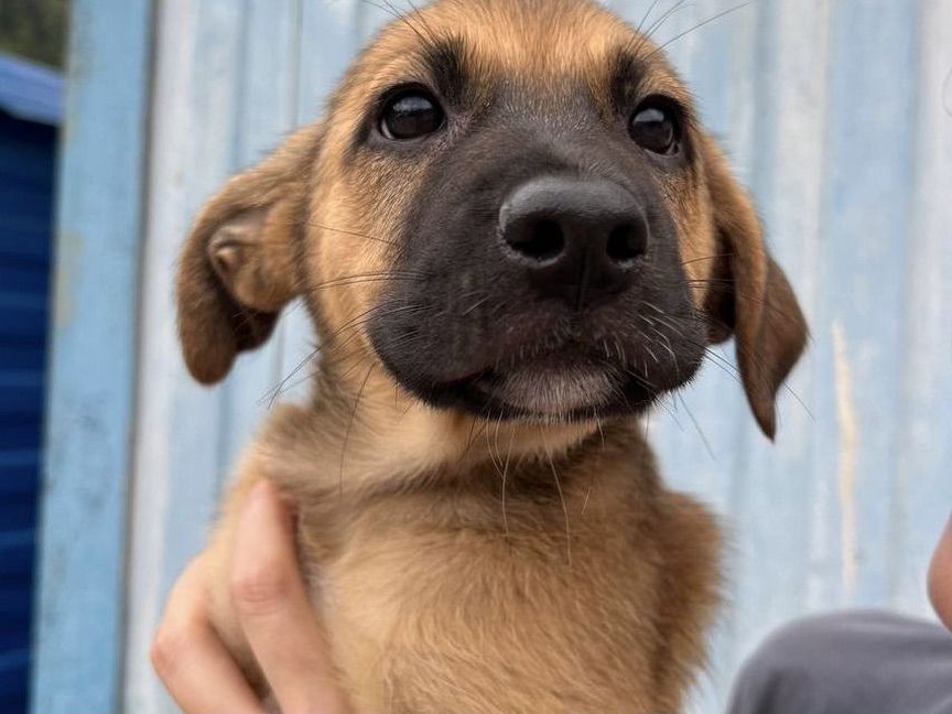 Щенок в добрые руки