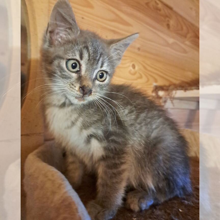 Ласковый котенок мальчик 2 мес ищет дом