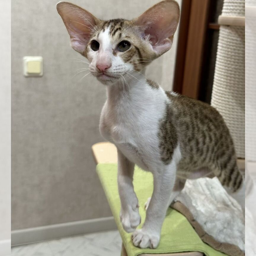 Ориентальные котята