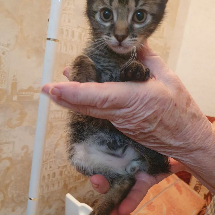 В добрые руки не могут долго держать дома