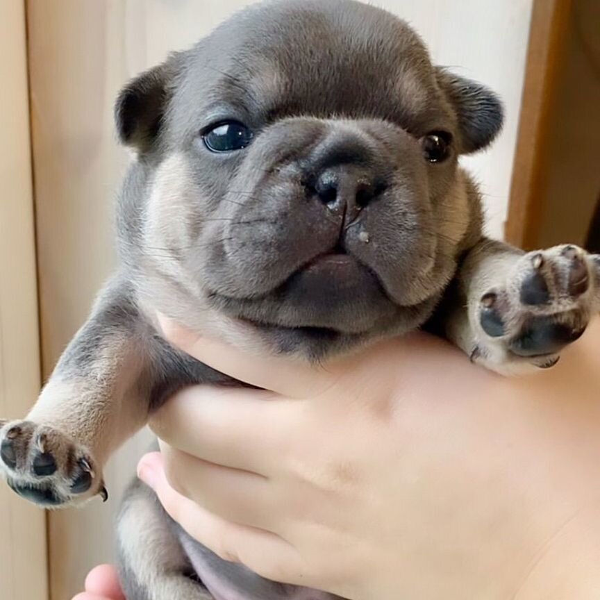 Французский бульдог