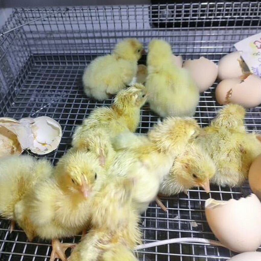 Цыплята бройлеры суточные