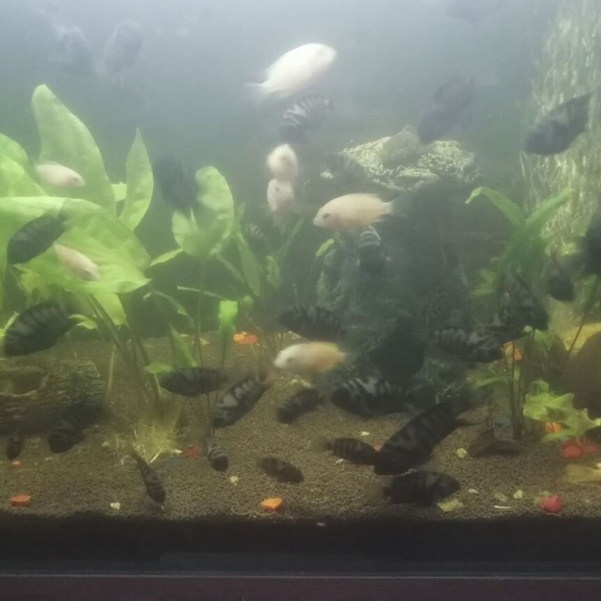 Цихлозомы чернополосые