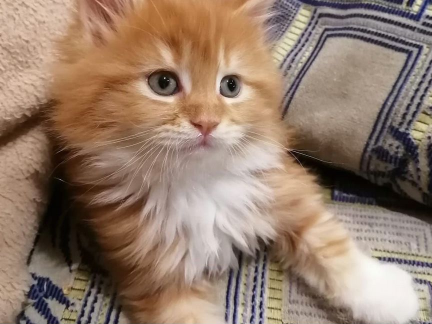 Мейн-кун котенок рыжий