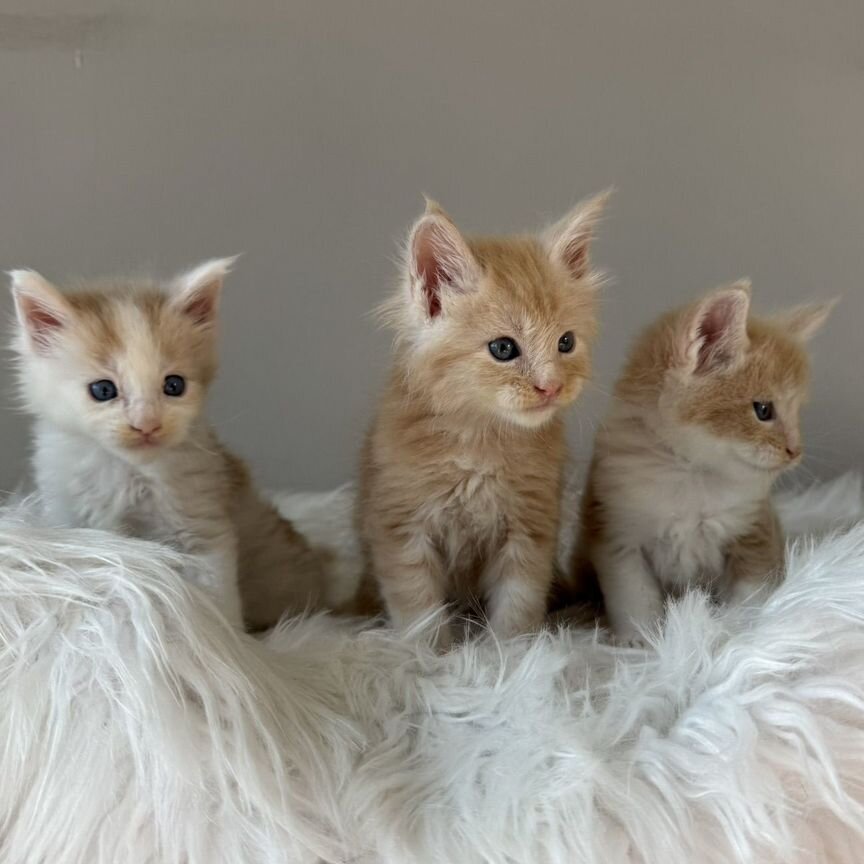 Котята мейн-кун